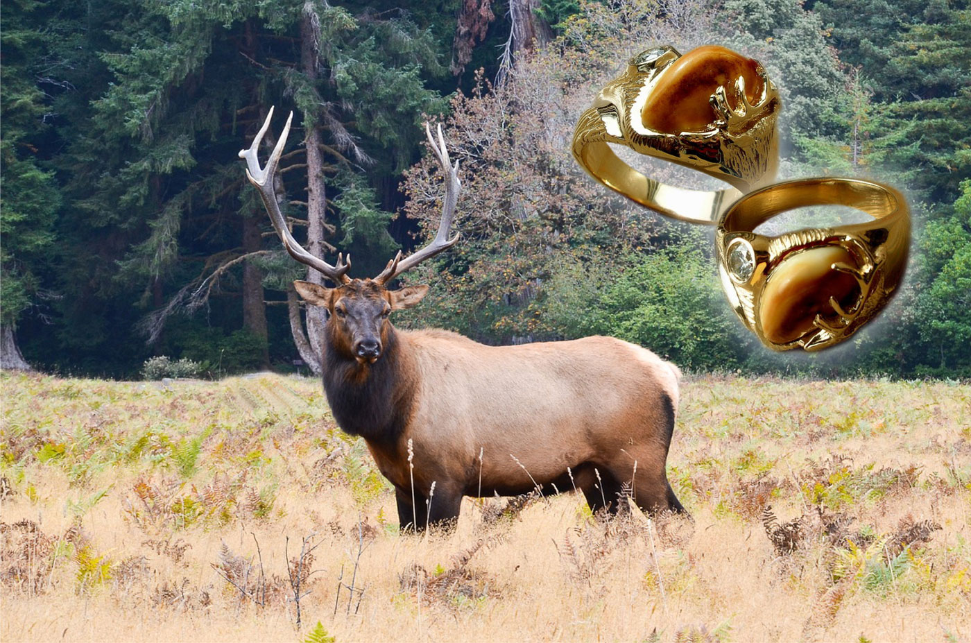 Elk Tooth Jewelry Archives - Dale’s Jewelers